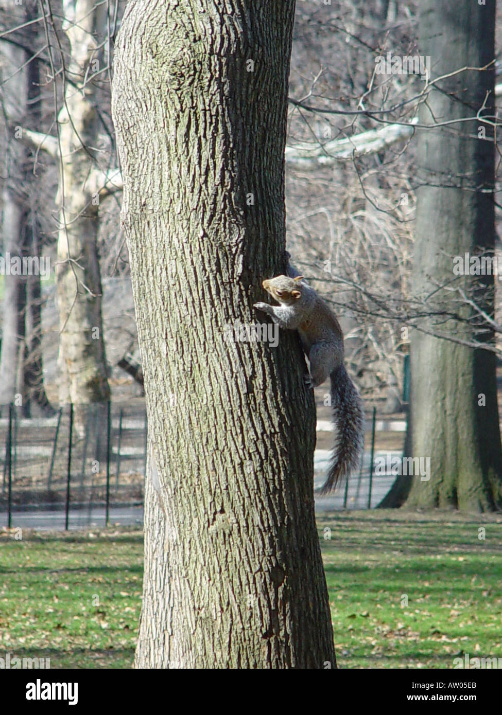 Squirrel running up tree hi-res stock photography and images - Alamy
