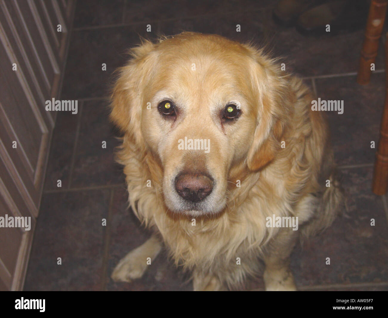 Golden Retriever dog sitting looking plaintively Stock Photo - Alamy