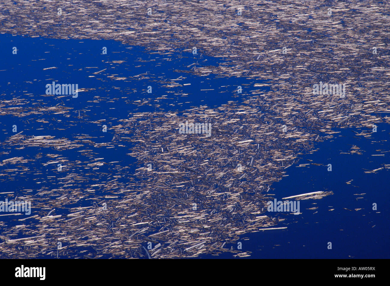 Destroyed trees on Spirit Lake after the eruption of Mount St Helens ...