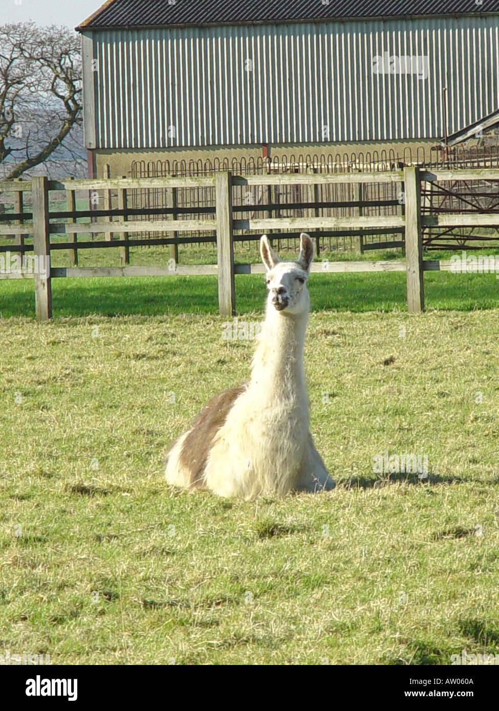 English lama hi-res stock photography and images - Alamy