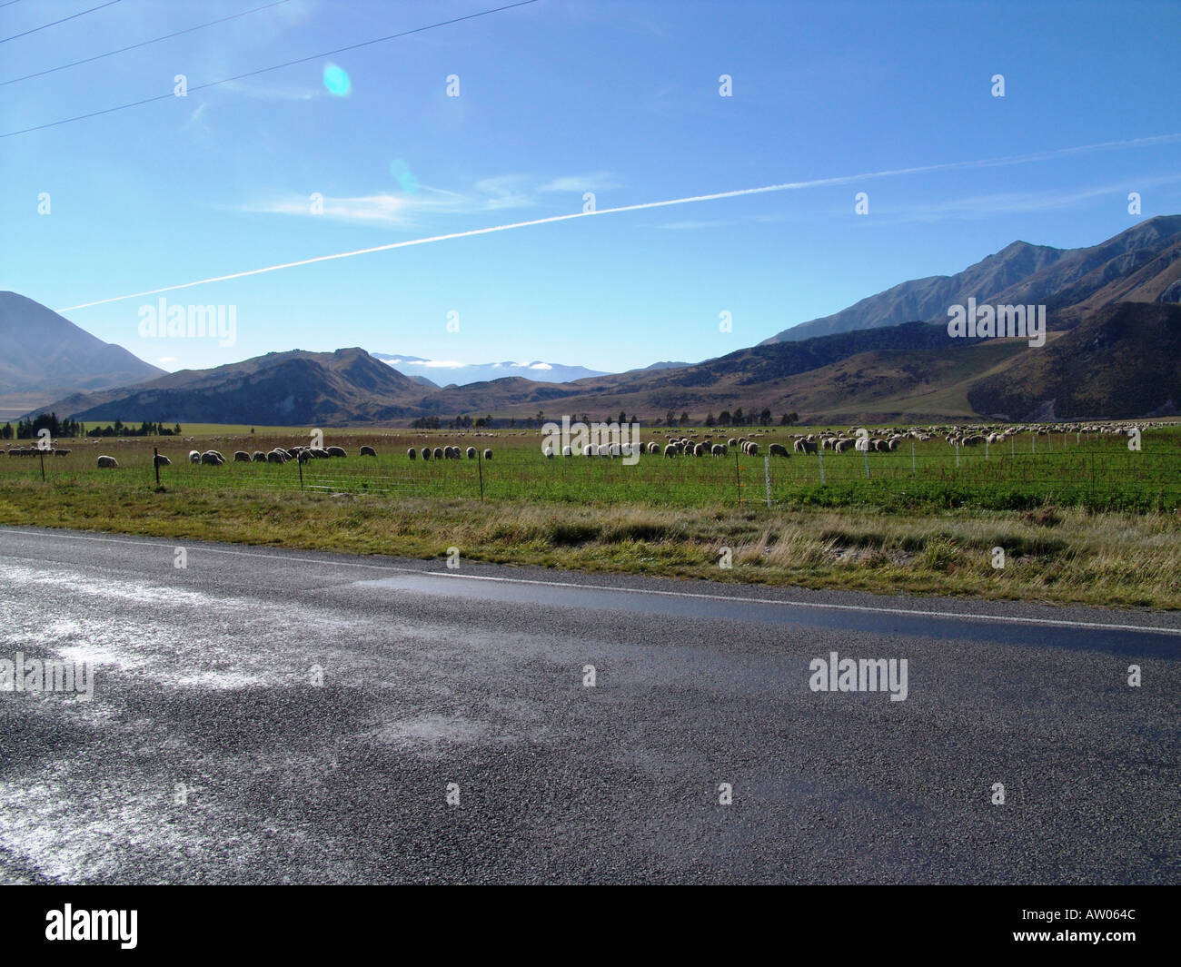 New Zealand South Island view of sheep field with airplane jet stream ...