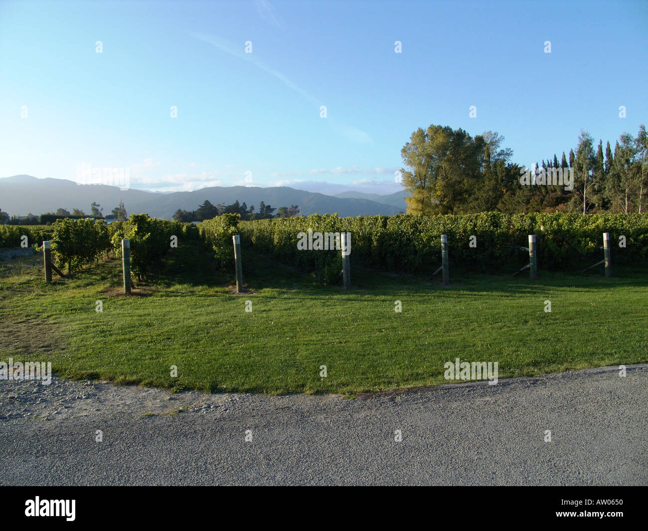 New Zealand winery view of vines with mountains behind Stock Photo - Alamy