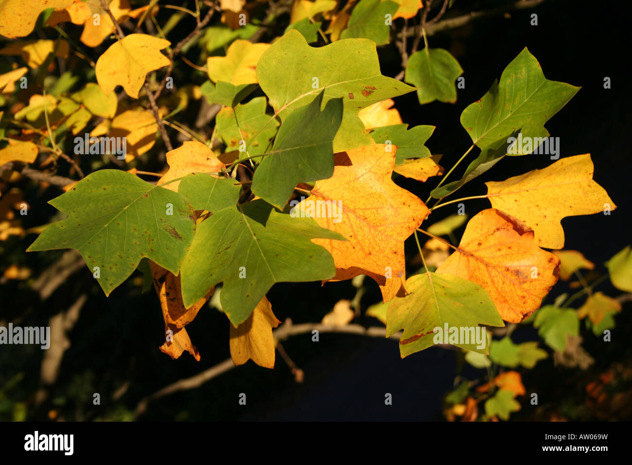 Autumn vivid Landscape tulip tree leaves Stock Photo - Alamy