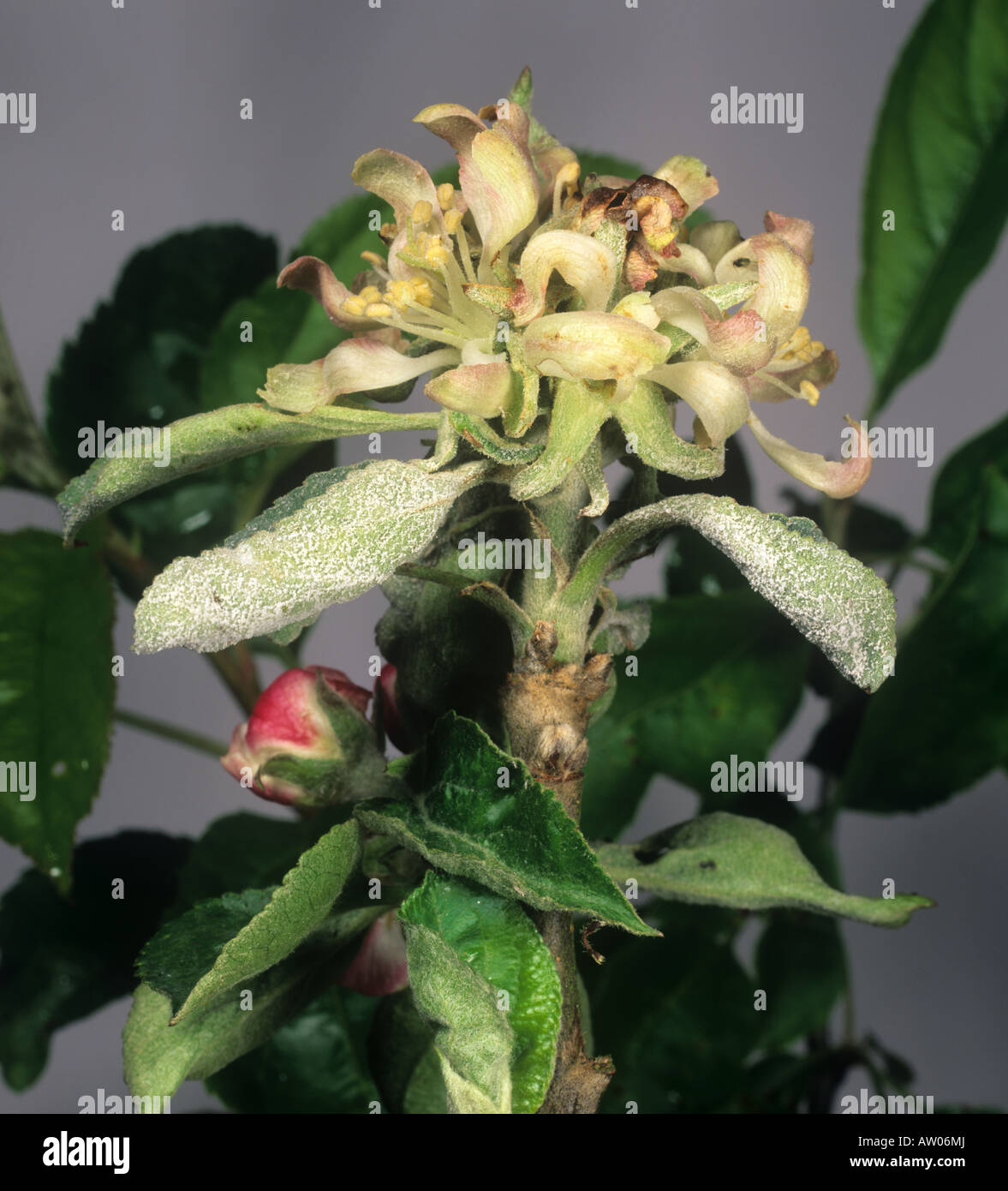 Primary infection of powdery mildew Podosphaera leucotricha on apple ...