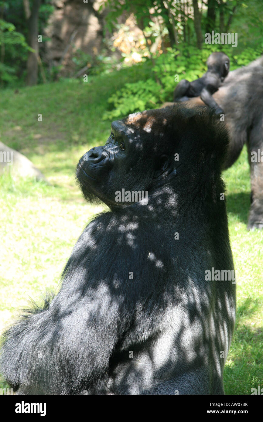 A male gorilla relaxing in the Bronx Zoo, New York Stock Photo - Alamy