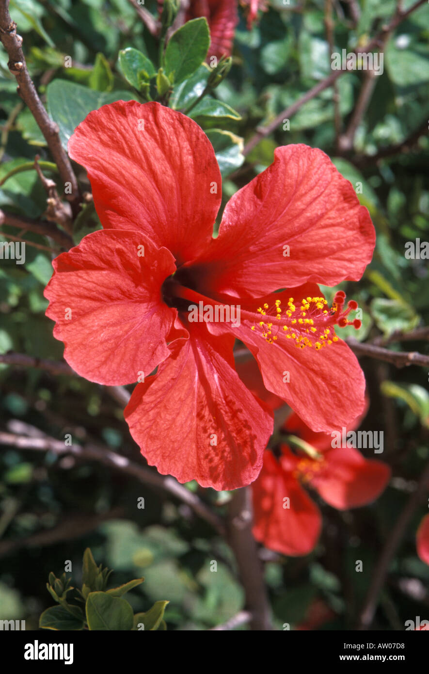 Hibiscus Flower Menorca Stock Photo - Alamy