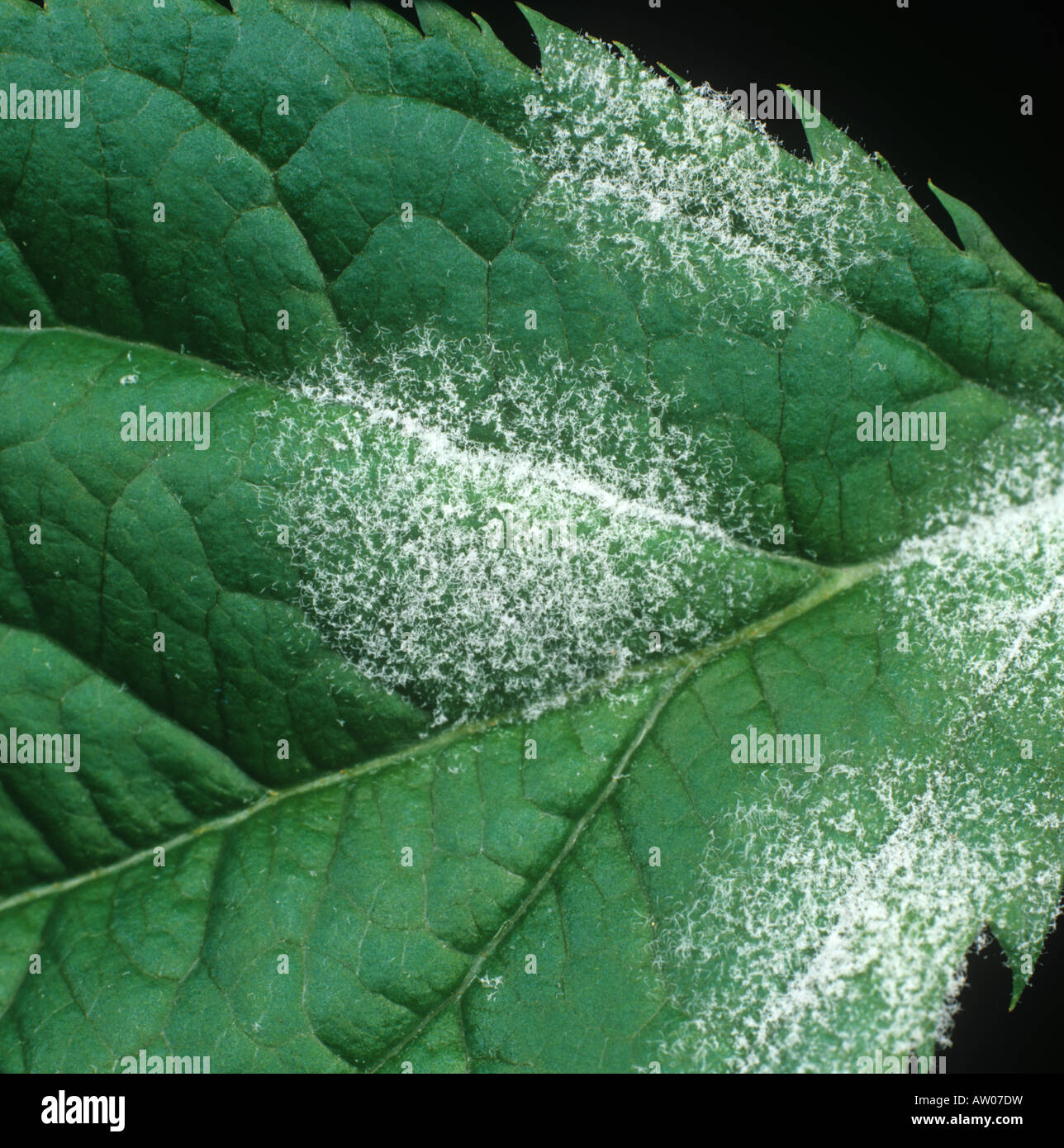 Mycelium of primary powdery mildew Podosphaera leucotricha infection on ...