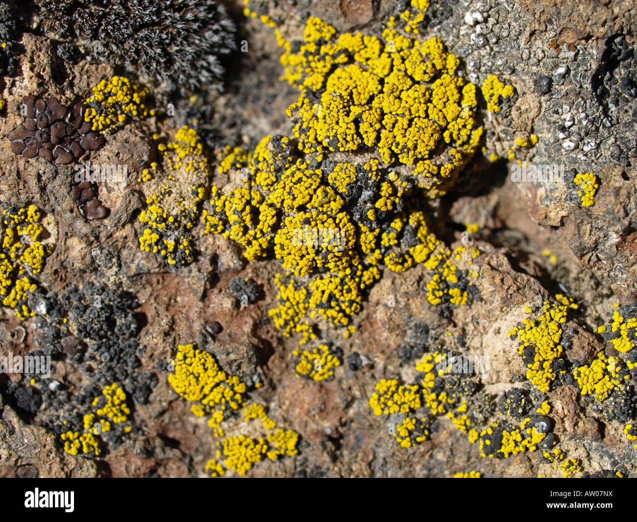 Bright yellow lichens grow on solid lava rock in the Badlands ...
