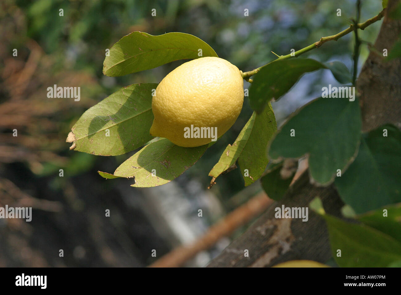 Lemon fruit on tree. source of vitamin healthy tropical vegetable ...