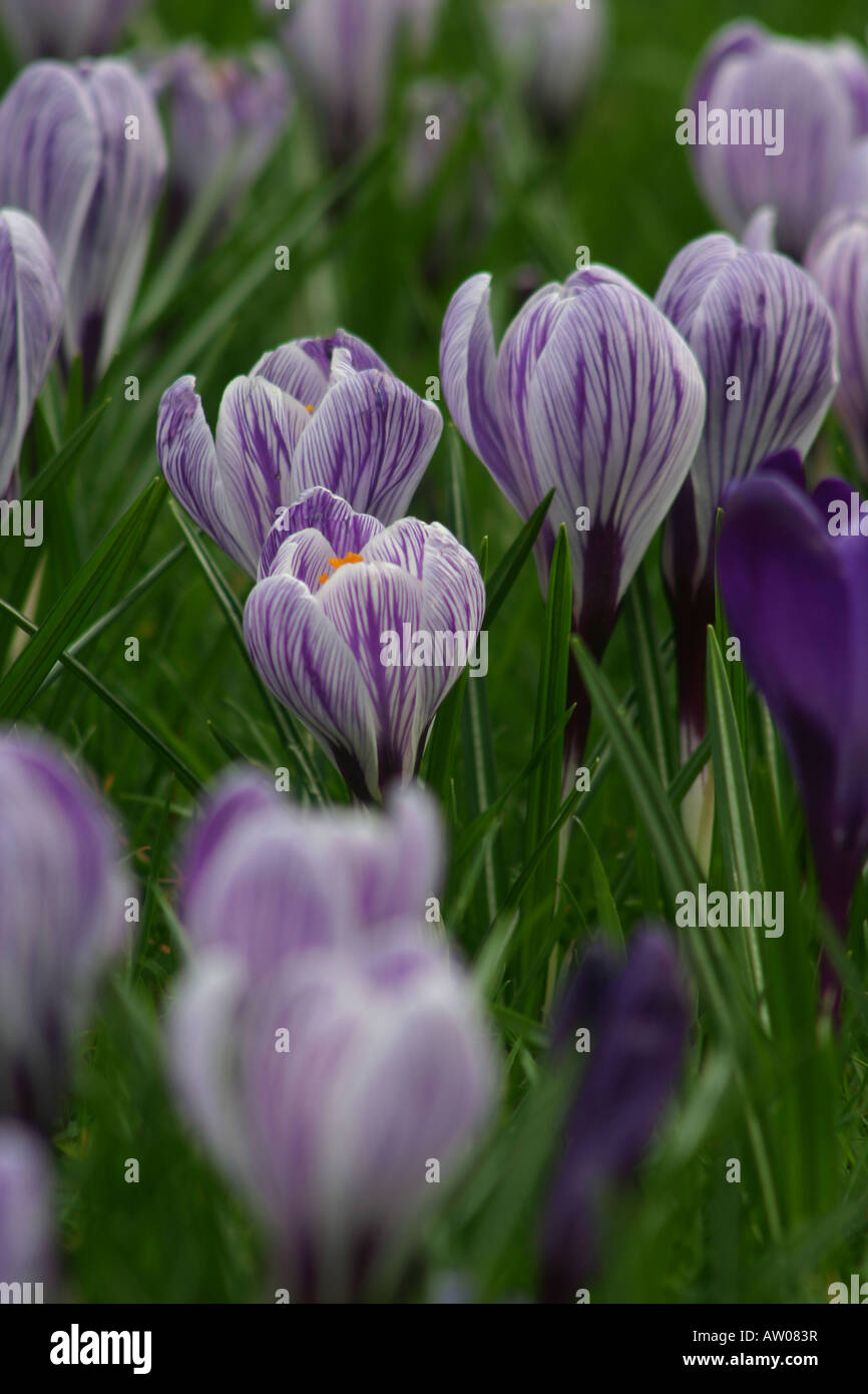 flowering crocus spring - Crocus Iridaceae bloom blooming blooms ...