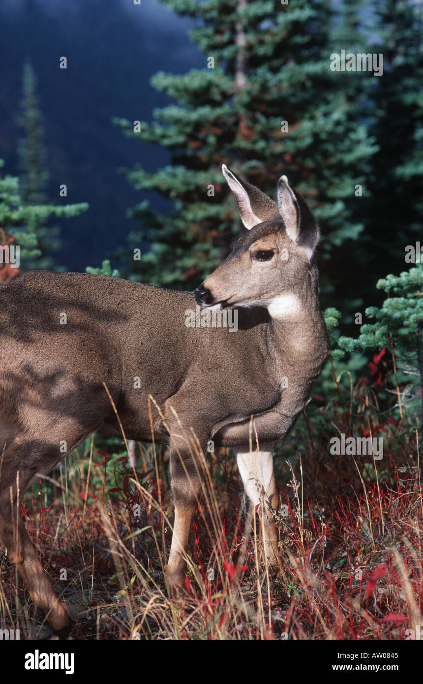 Mule Deer or Black tailed Deer Odocoileus hemionus Stock Photo - Alamy