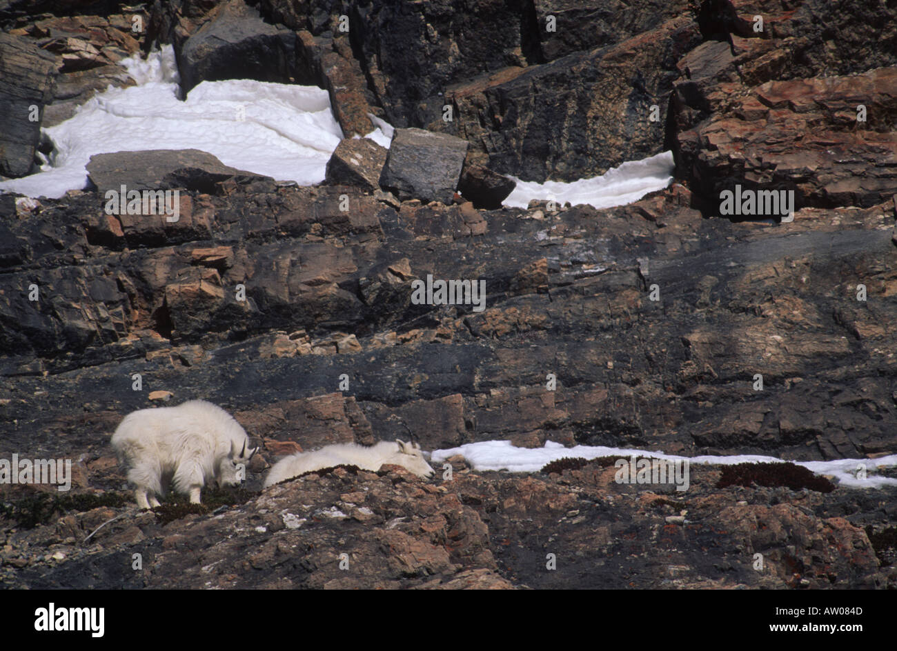 Canada British Columbia mountain goats on ledge Stock Photo - Alamy