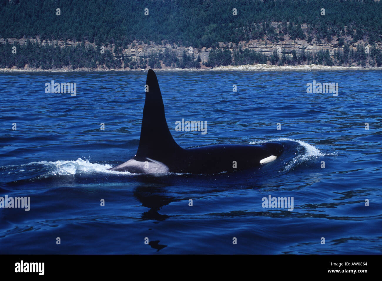 Gulf islands british columbia orca hi-res stock photography and images ...