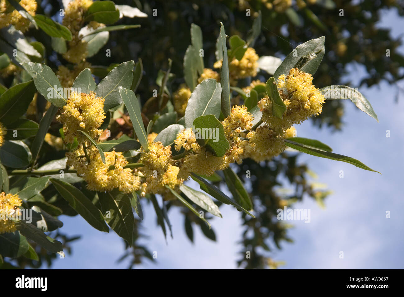 Bay Tree in Flower Stock Photo - Alamy