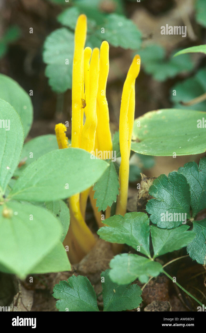 Spindle fungi hi-res stock photography and images - Alamy