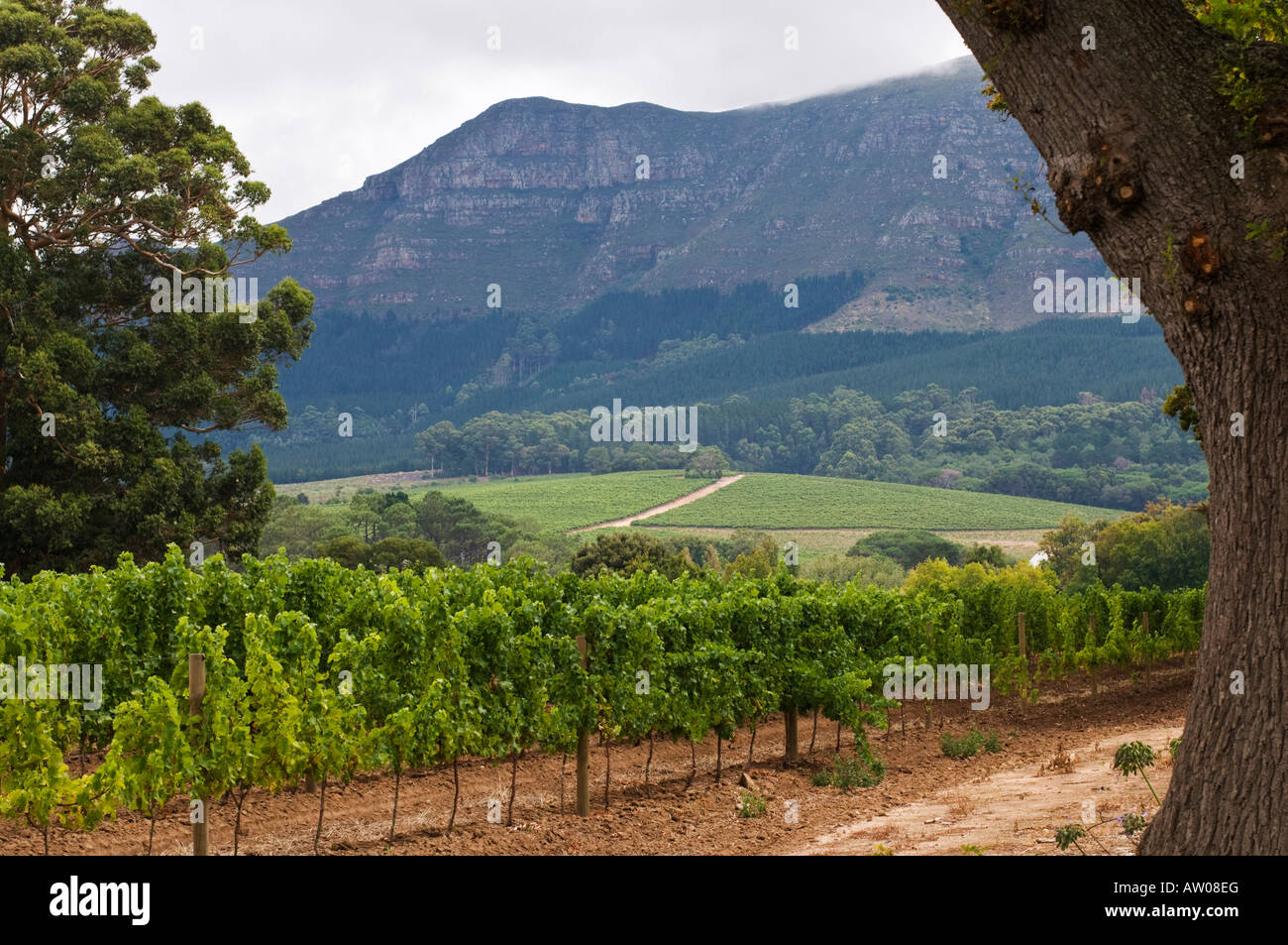 Vineyard buitenverwachting constantia africa hi-res stock photography ...