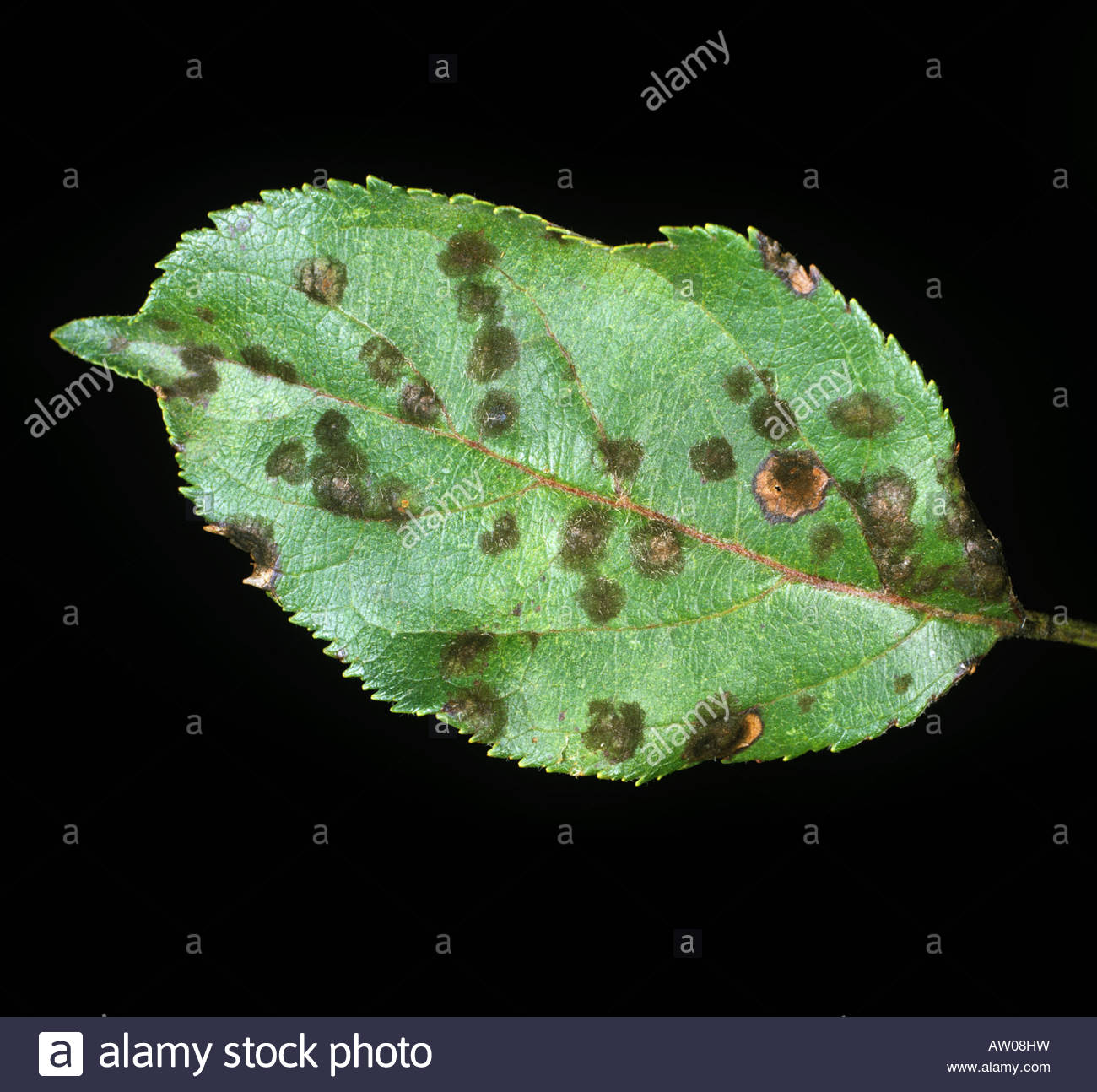 Apple scab Venturia inaequalis germinated from a spore shower on an ...