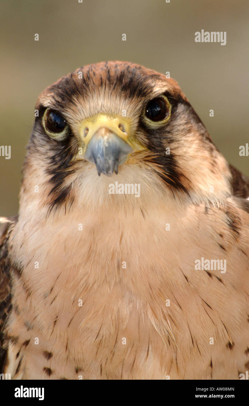 Kestral hi-res stock photography and images - Alamy