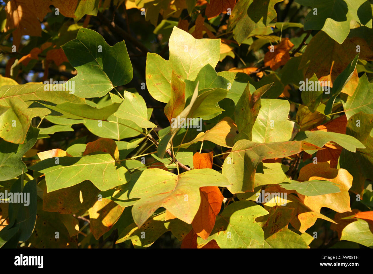 Autumn vivid Landscape tulip tree leaves Stock Photo - Alamy