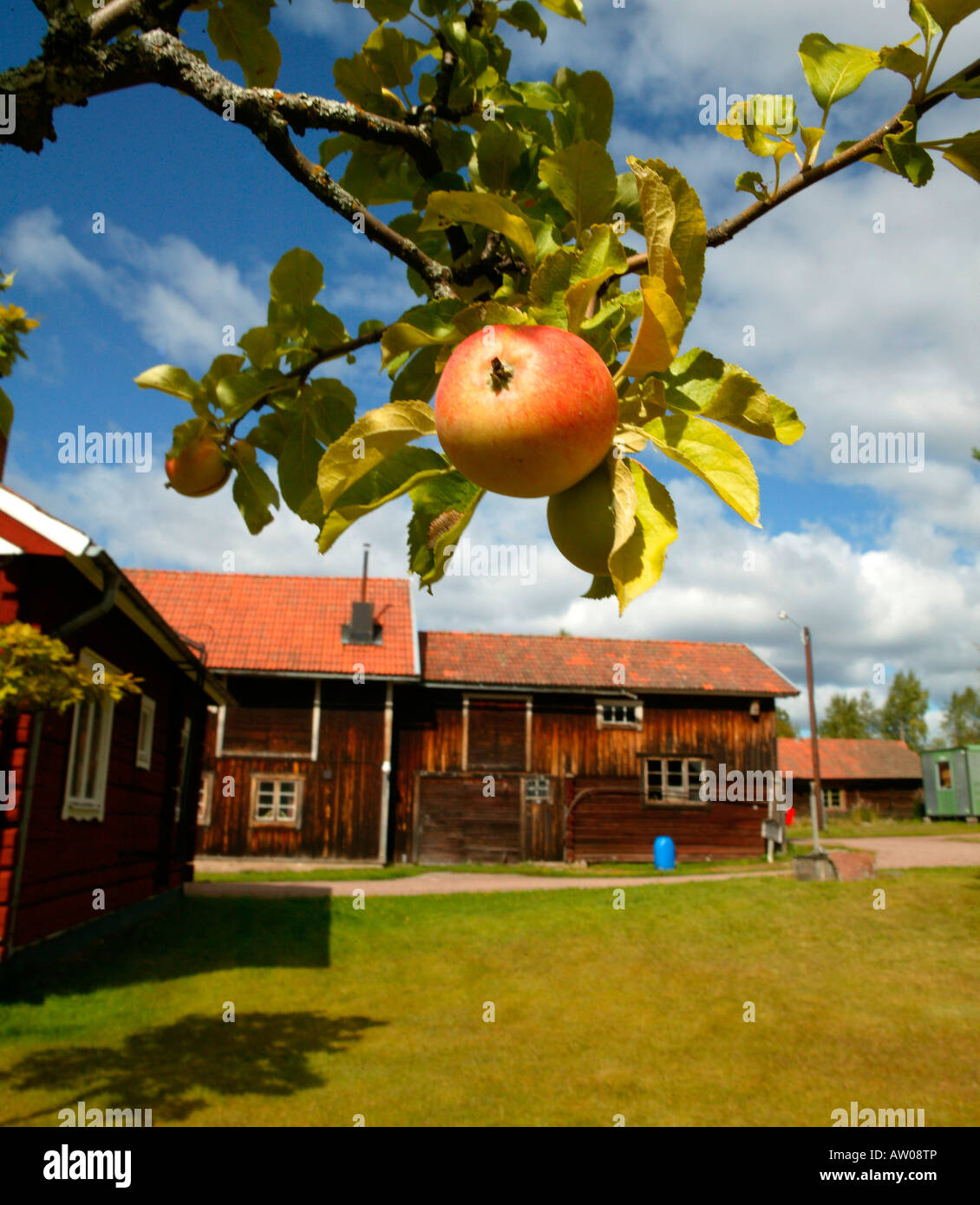 Apple Tree and Dala Horse Factory, Dalarna, Sweden Stock Photo - Alamy