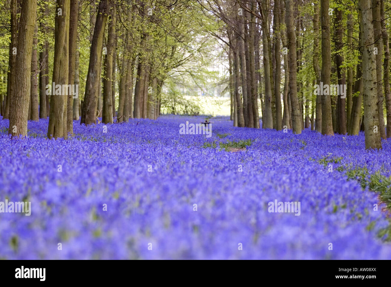 Happy in bluebell wood hi-res stock photography and images - Alamy