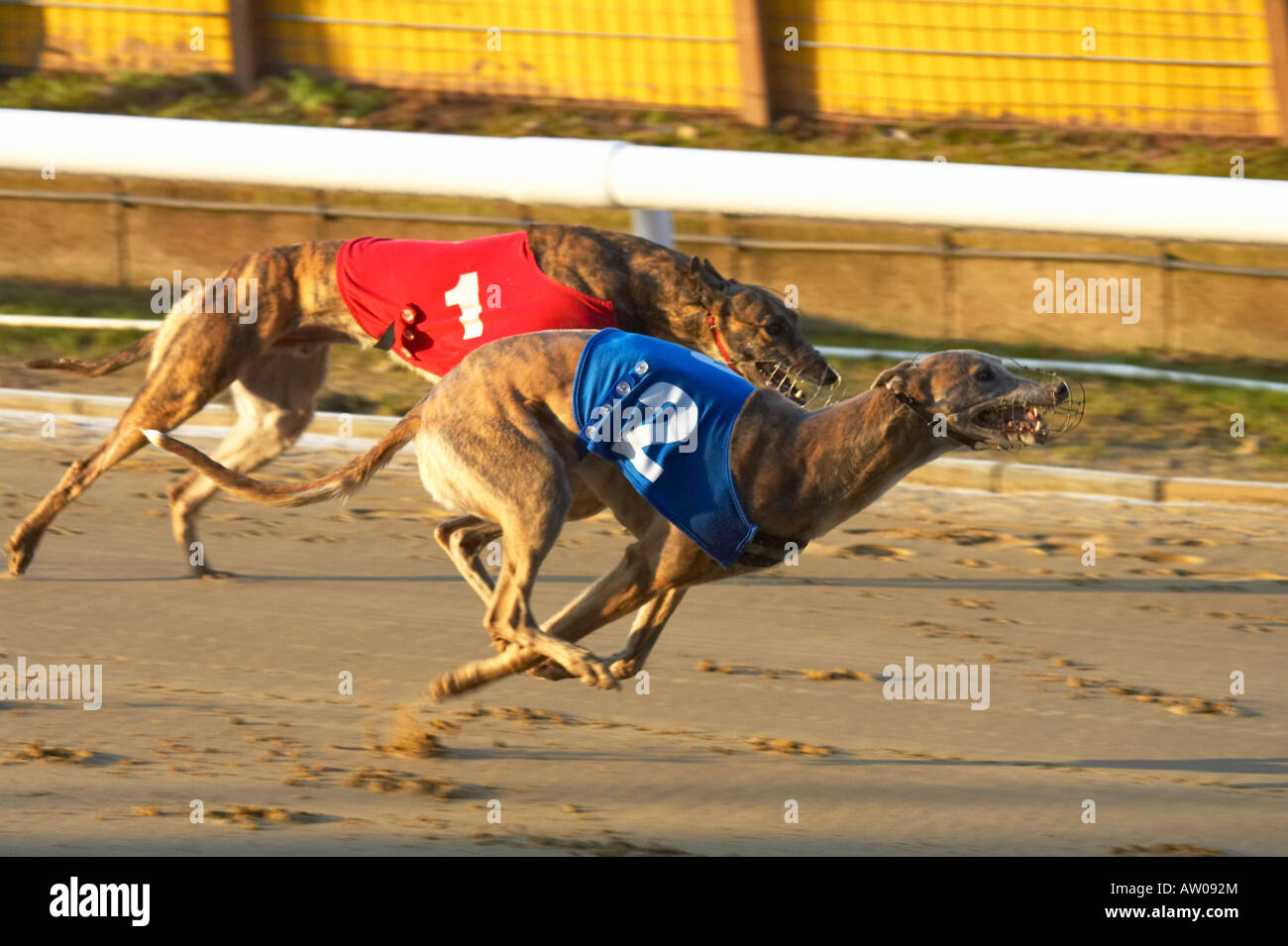 Greyhounds hi-res stock photography and images - Alamy