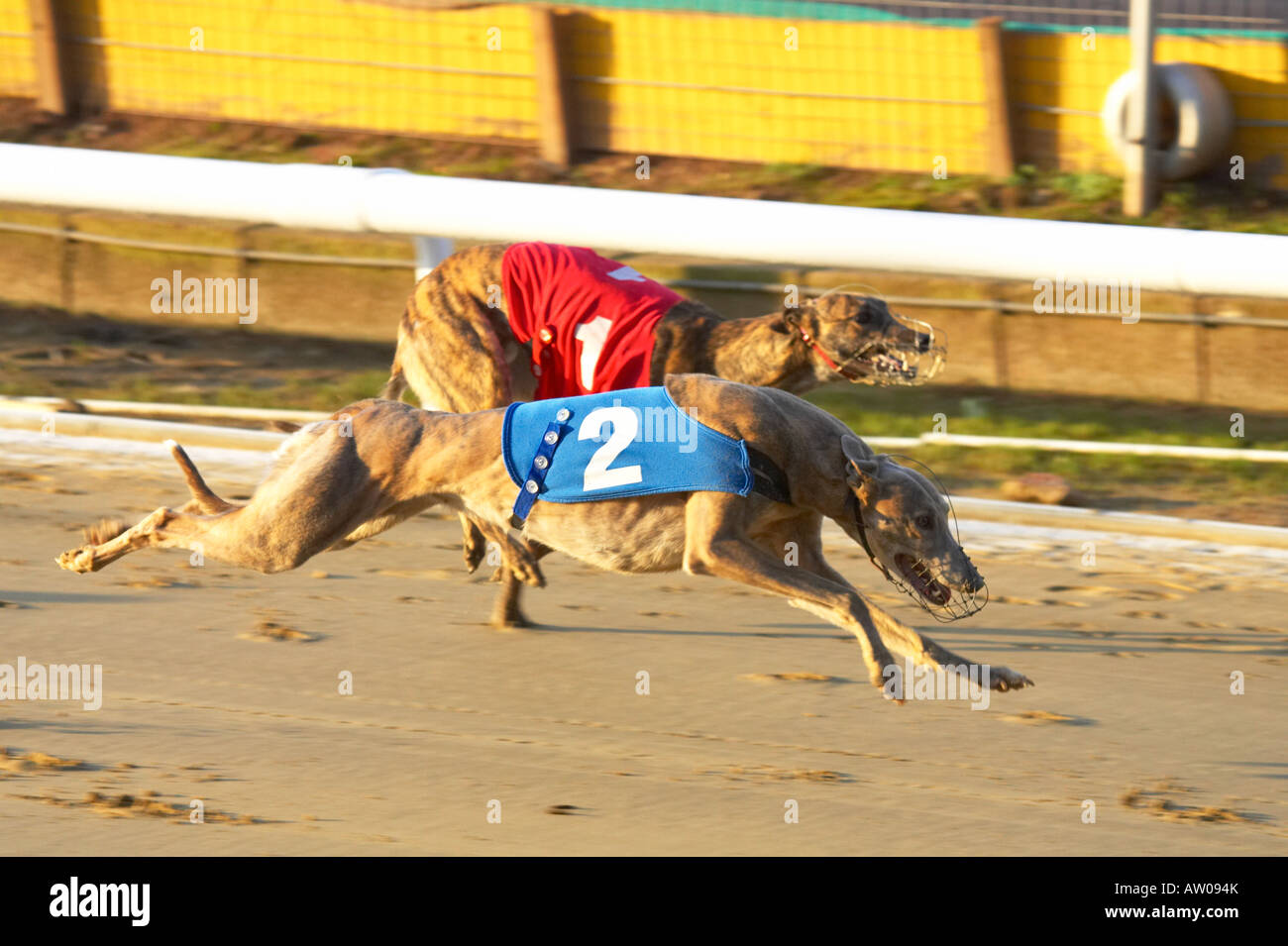 Greyhounds hi-res stock photography and images - Alamy