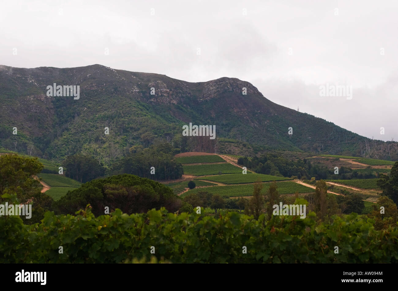 Klein Constantia Estate winery in the winelands cape peninsula cape ...