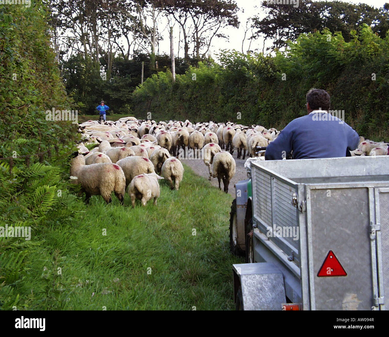 Farmer driving Flock Sheep walking on road. Pembrokeshire Wales UK ...