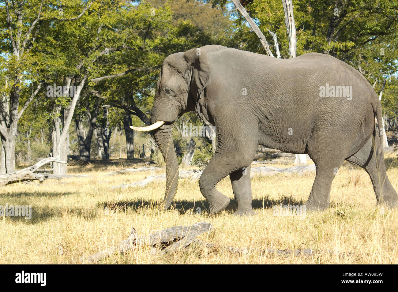 Walking solo elephant in Chobe National Park Botswana Taken in summer ...