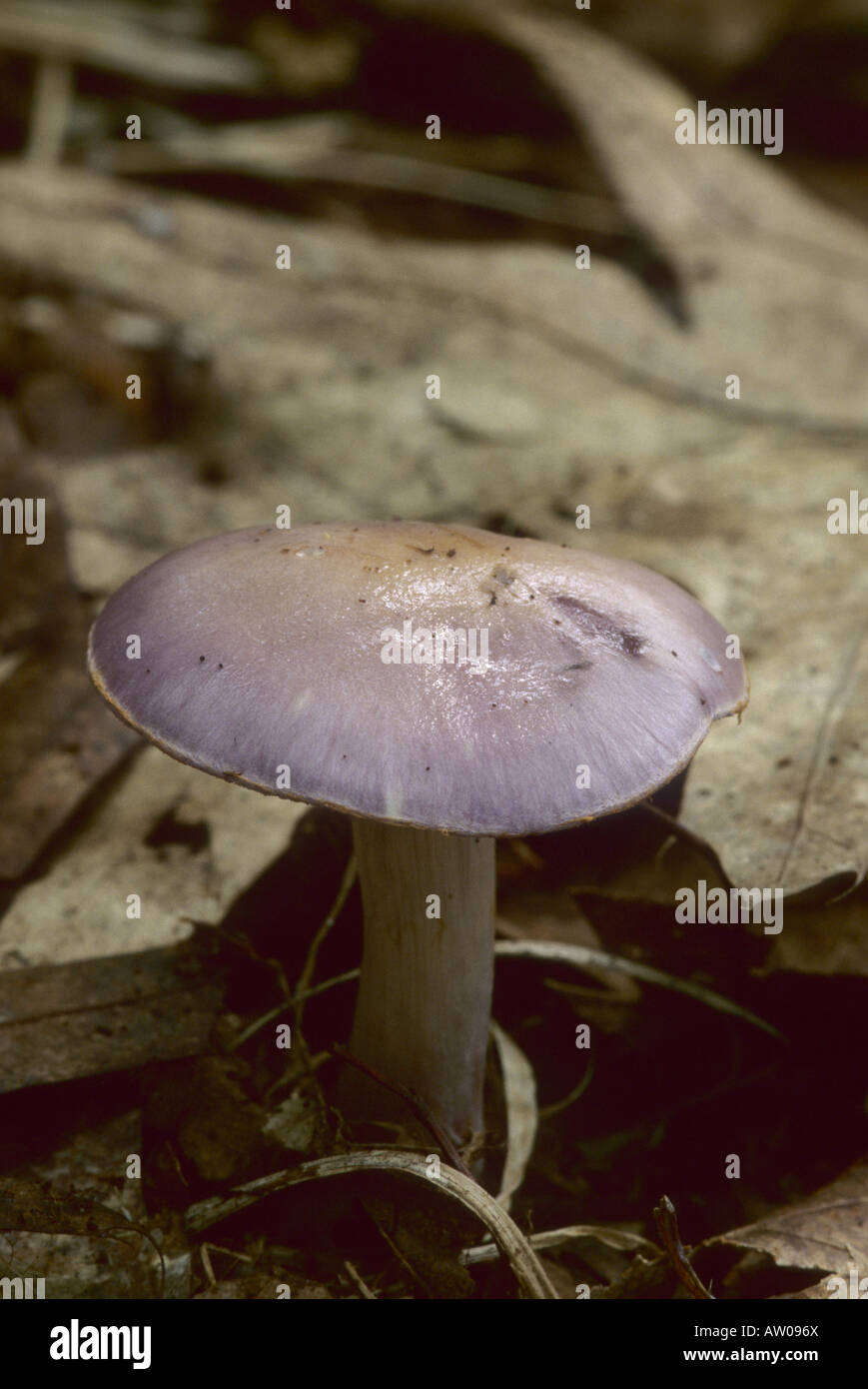 Viscid fungi hi-res stock photography and images - Alamy