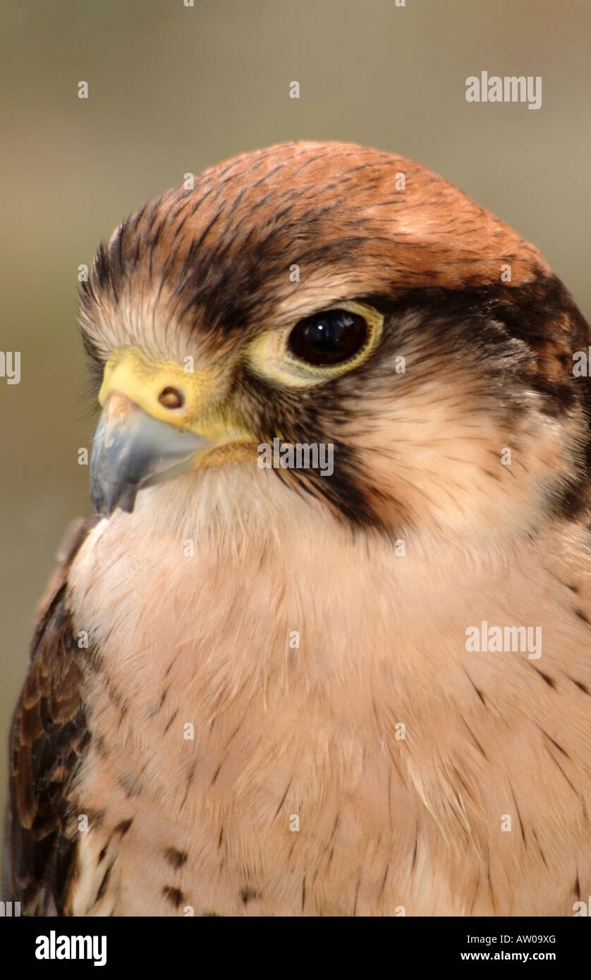 Kestral hi-res stock photography and images - Alamy