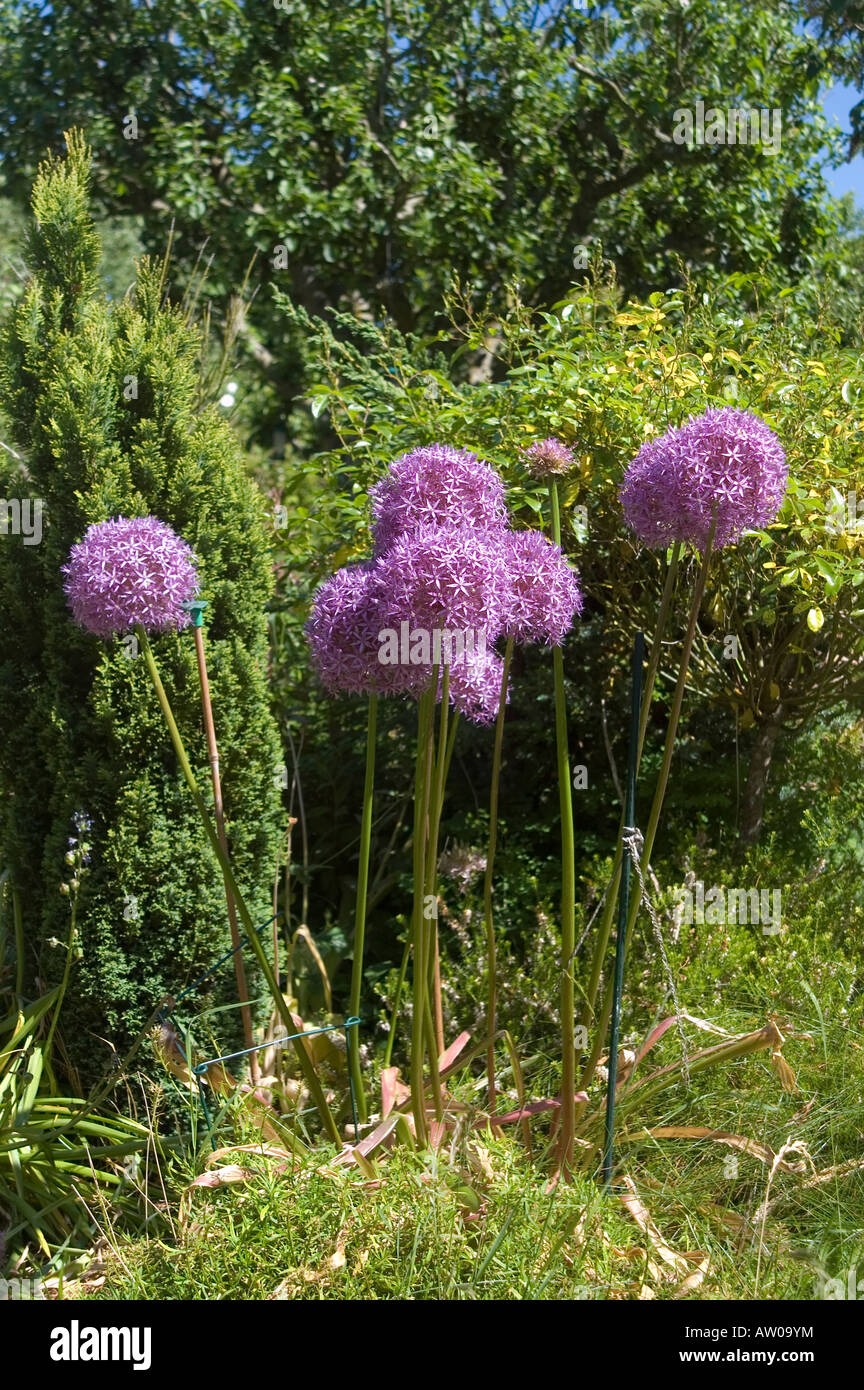 Allium onion hi-res stock photography and images - Alamy