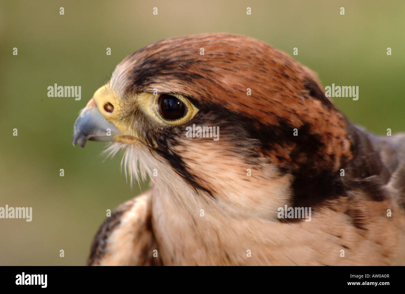 Kestral hi-res stock photography and images - Alamy
