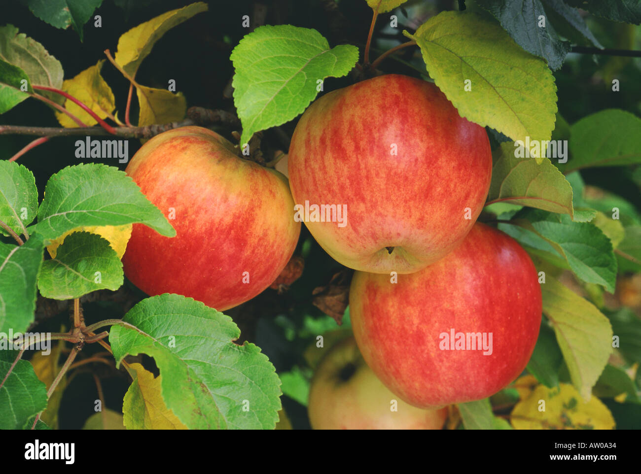 Apples Variety Laxton superb Stock Photo - Alamy