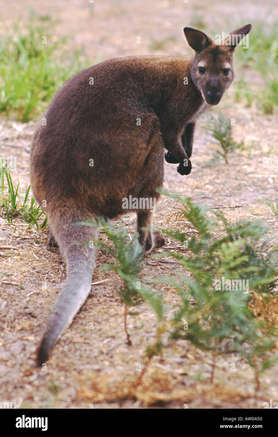 Bennett s Wallaby Tasmania Australia Stock Photo - Alamy