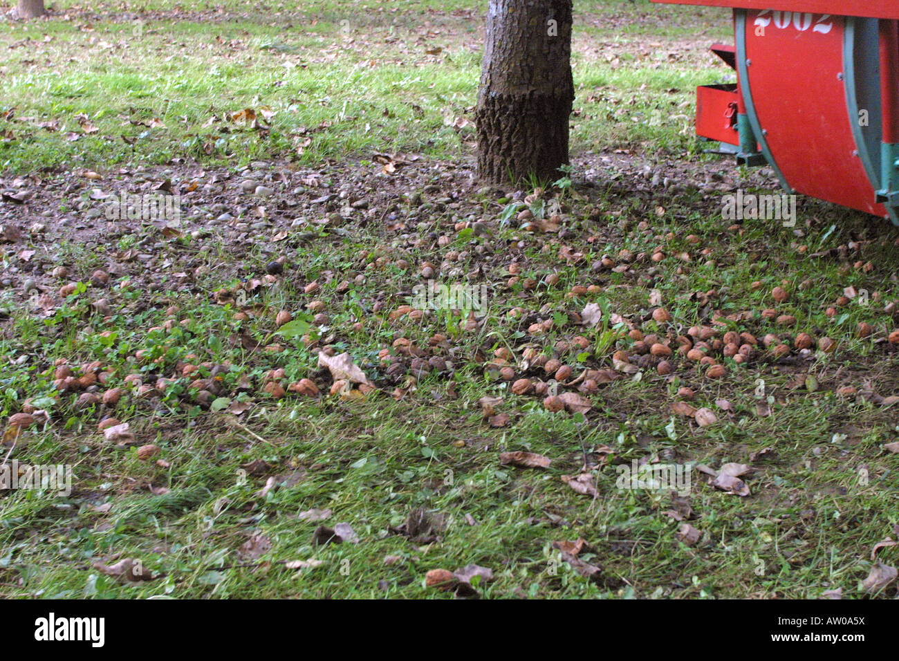 Walnuts walnut harvester machinery.Walnut tree Grenoble, France ...