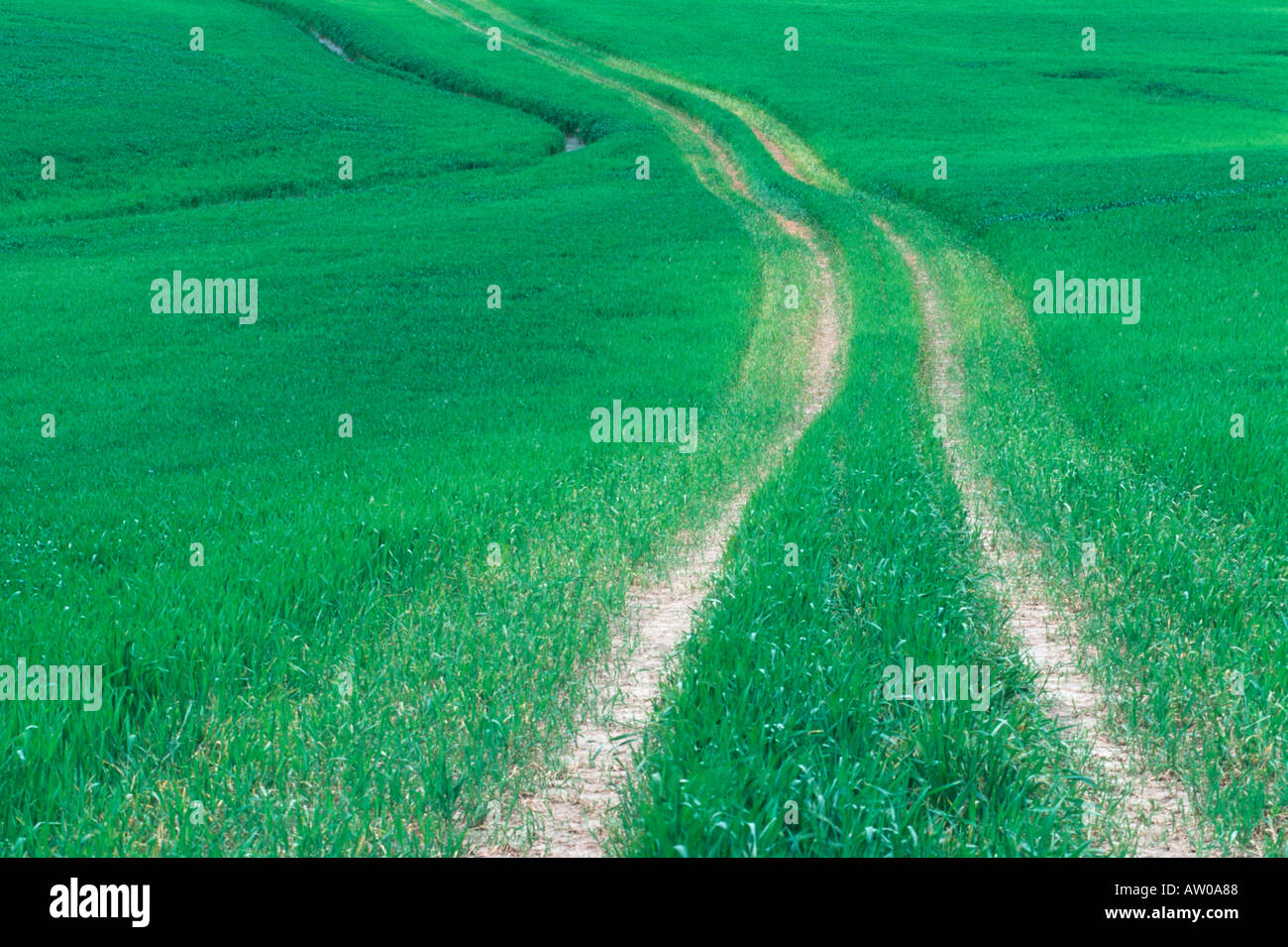 Vehicle tracks in grass field Stock Photo - Alamy