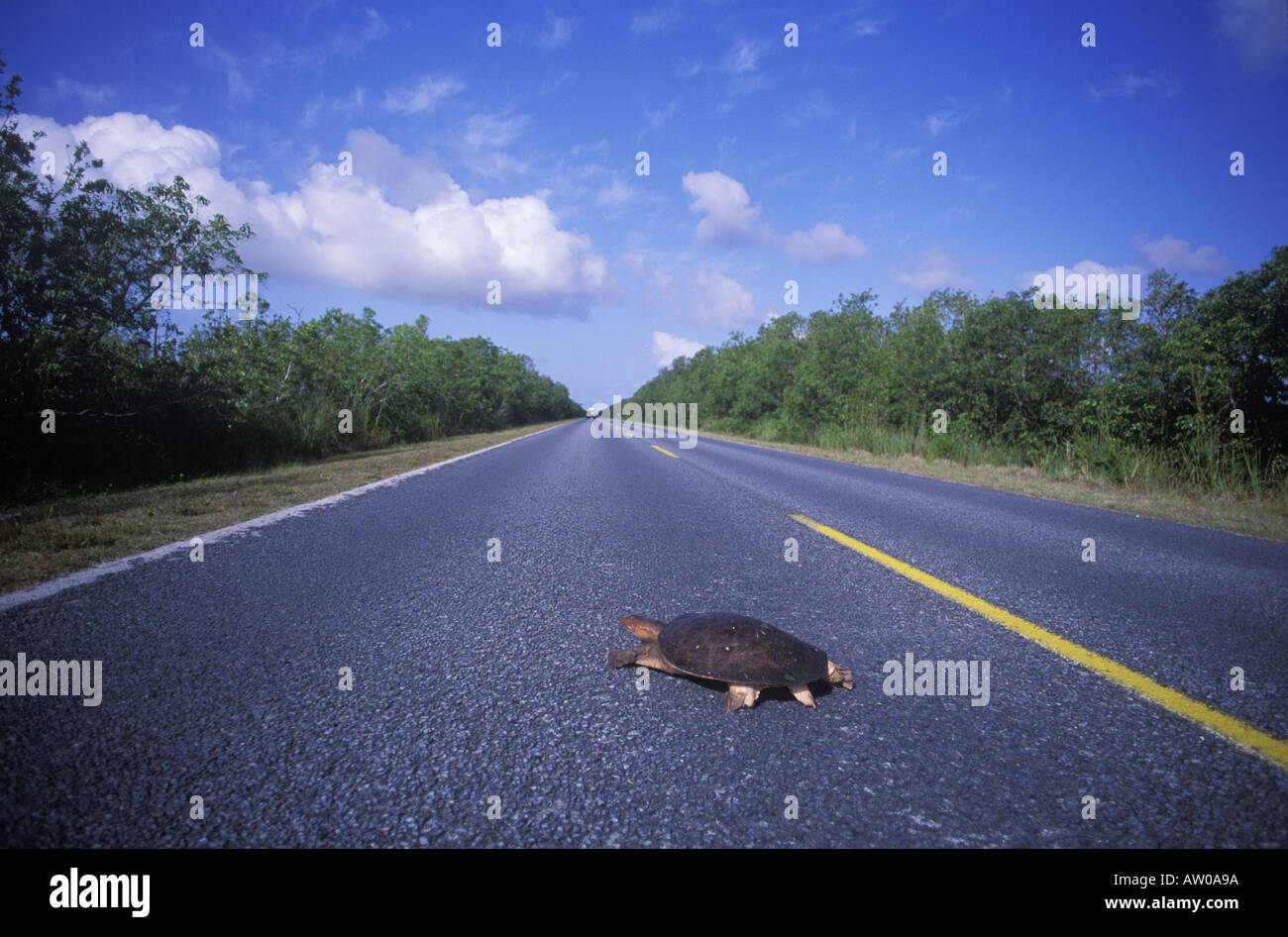 Soft shelled turtle crossing asphalt road USA Florida everglades Stock ...