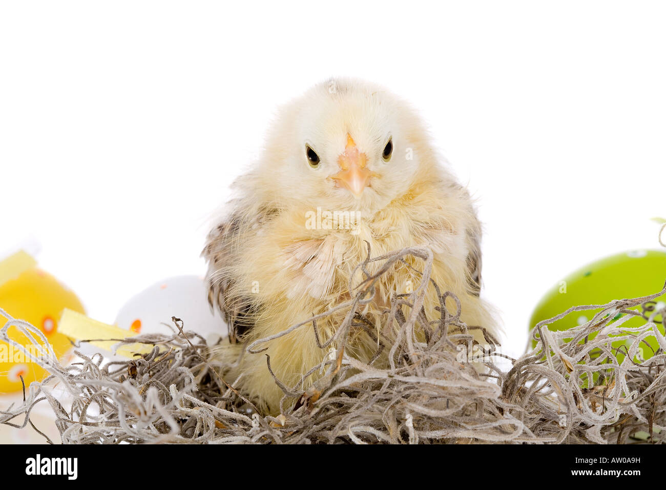 Grumpy chicken hi-res stock photography and images - Alamy