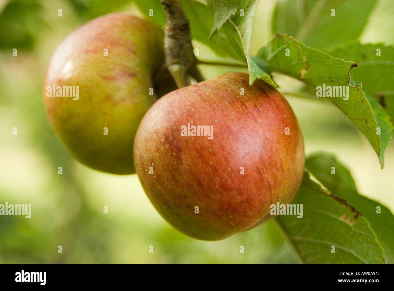 Apple Cox's Orange Pippin Stock Photo - Alamy