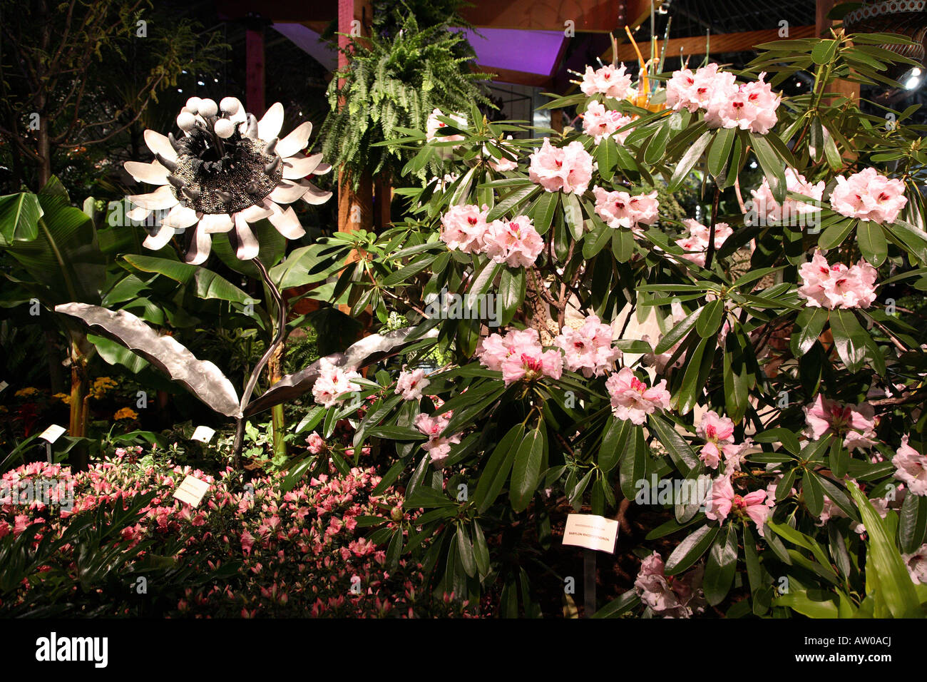Large light pink rhododendron with darker centers beside a huge metal ...