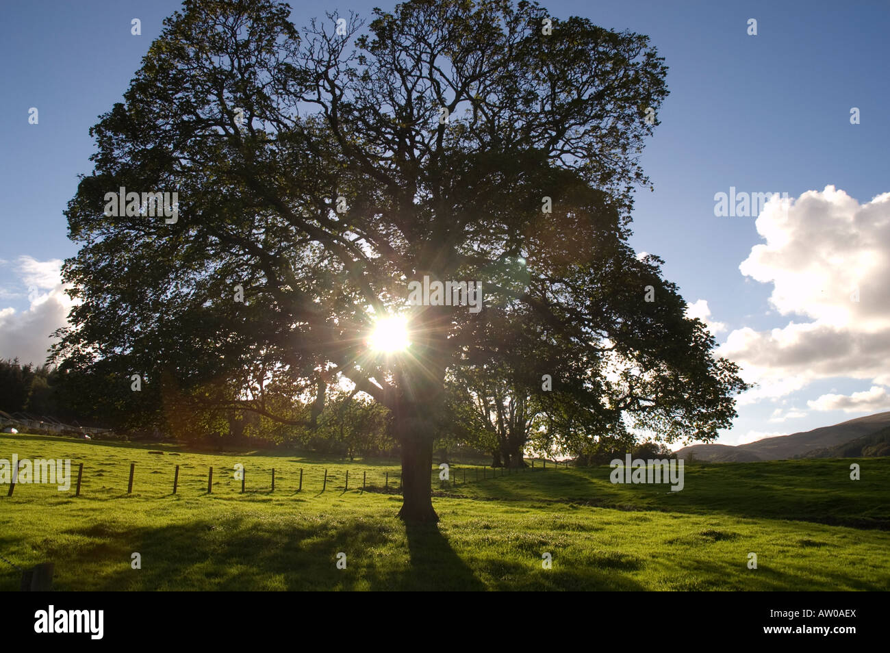 Sun behind tree Stock Photo - Alamy