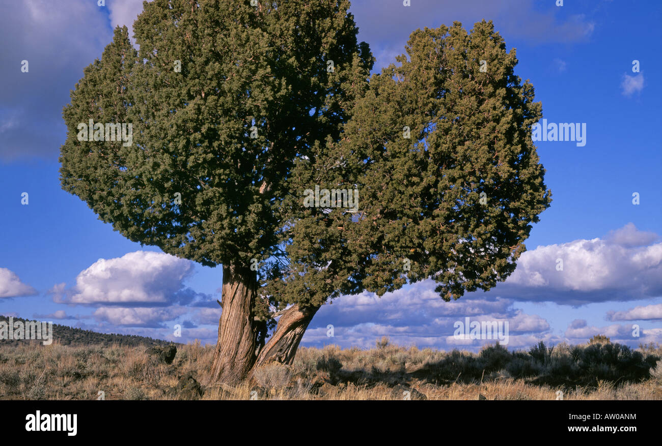 Juniper tree on hill clouds hi-res stock photography and images - Alamy