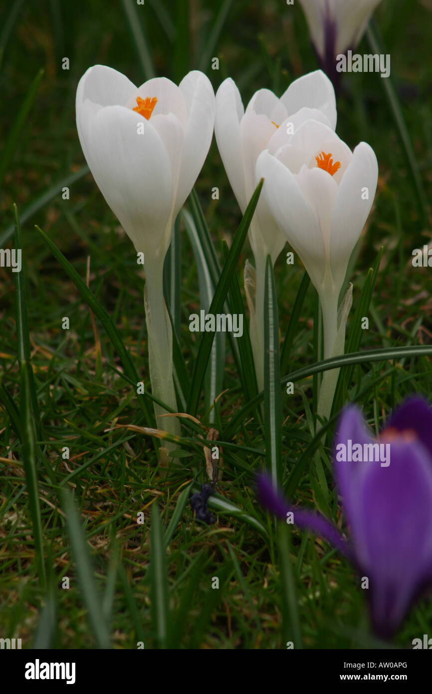flowering crocus spring - Crocus Iridaceae bloom blooming blooms ...