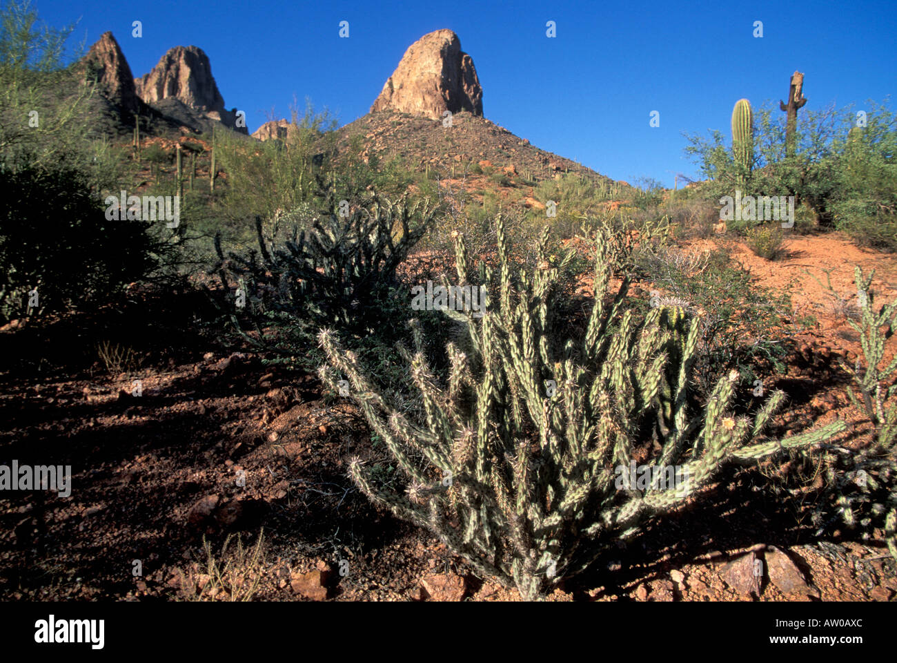 Flora Arizona United States of America North America Stock Photo - Alamy