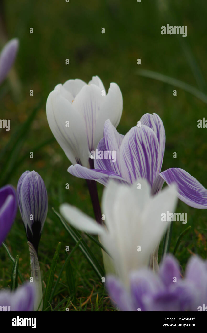 flowering crocus spring - Crocus Iridaceae bloom blooming blooms ...