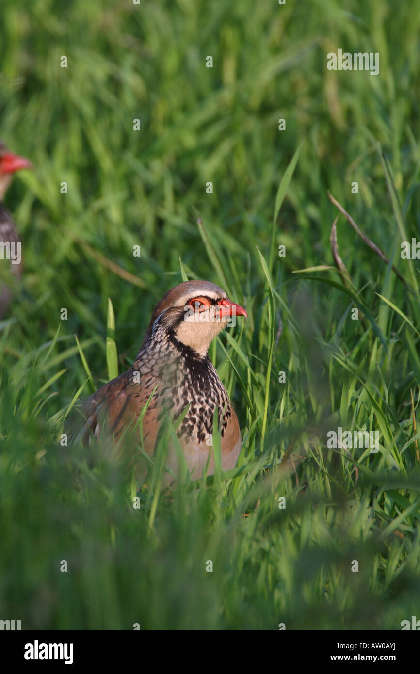Red-legged Partridge Alectoris rufa in a cereal field Stock Photo - Alamy