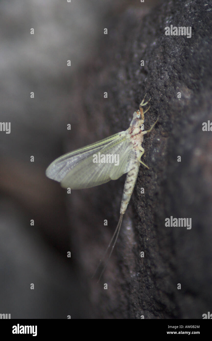 a newly hatched mayfly drying on a rock Stock Photo - Alamy