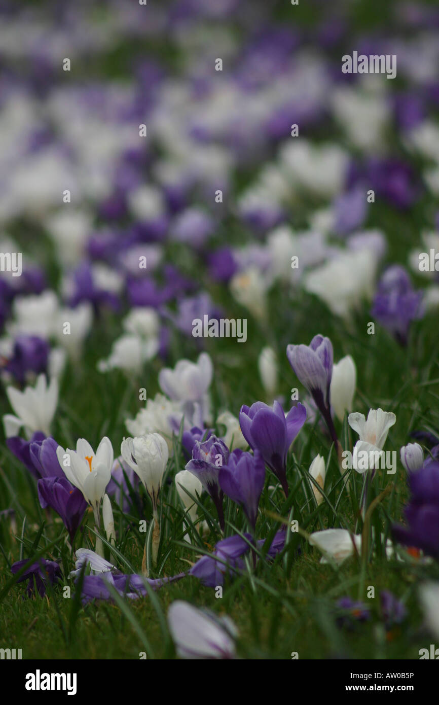 flowering crocus spring - Crocus Iridaceae bloom blooming blooms ...